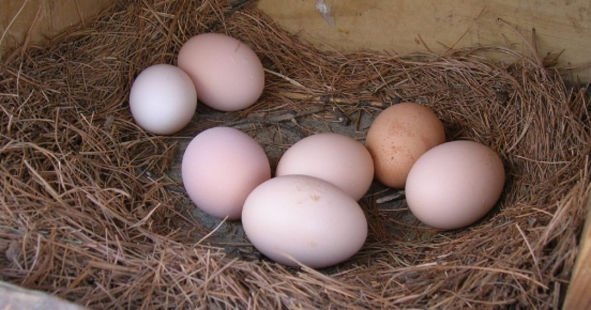 Here's why different bird eggs have different shapes