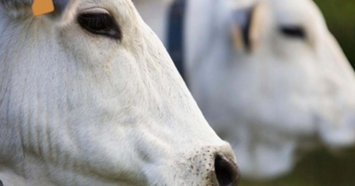 Mucca pazza: la malattia sembra essere tornata, nuovi casi in Italia