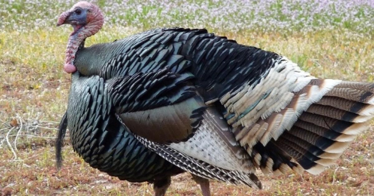 Turkey hugs: it's actually a thing