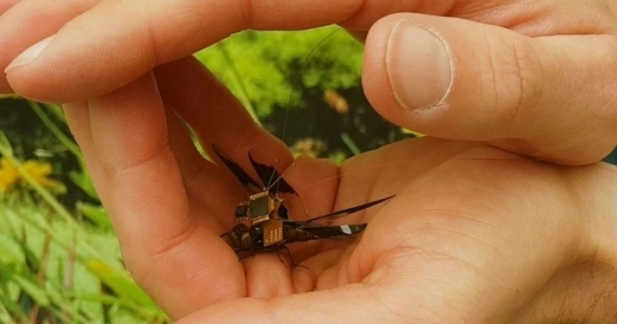 Researchers are now turning live dragonflies into cyborg drones