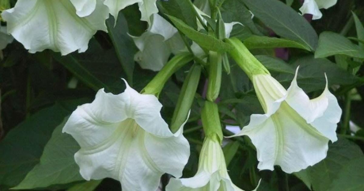Floripondio una planta con la que no se juega