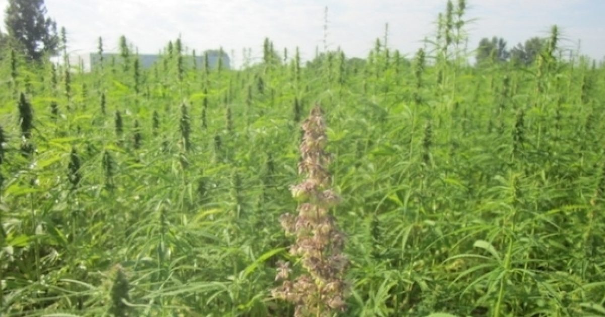 Ecco dove si trova una piantagione di Cannabis legale in Italia