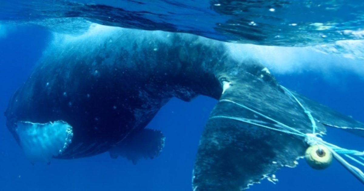 Whale entanglement rescue ends happily