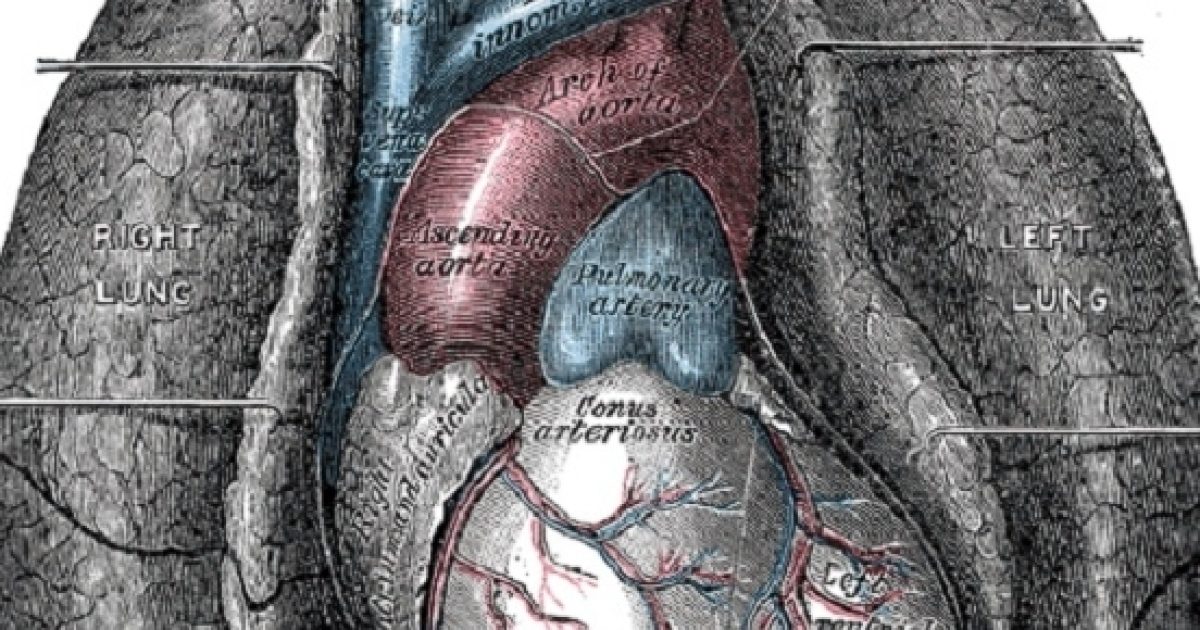 New bionic heart developed the size of a natural one