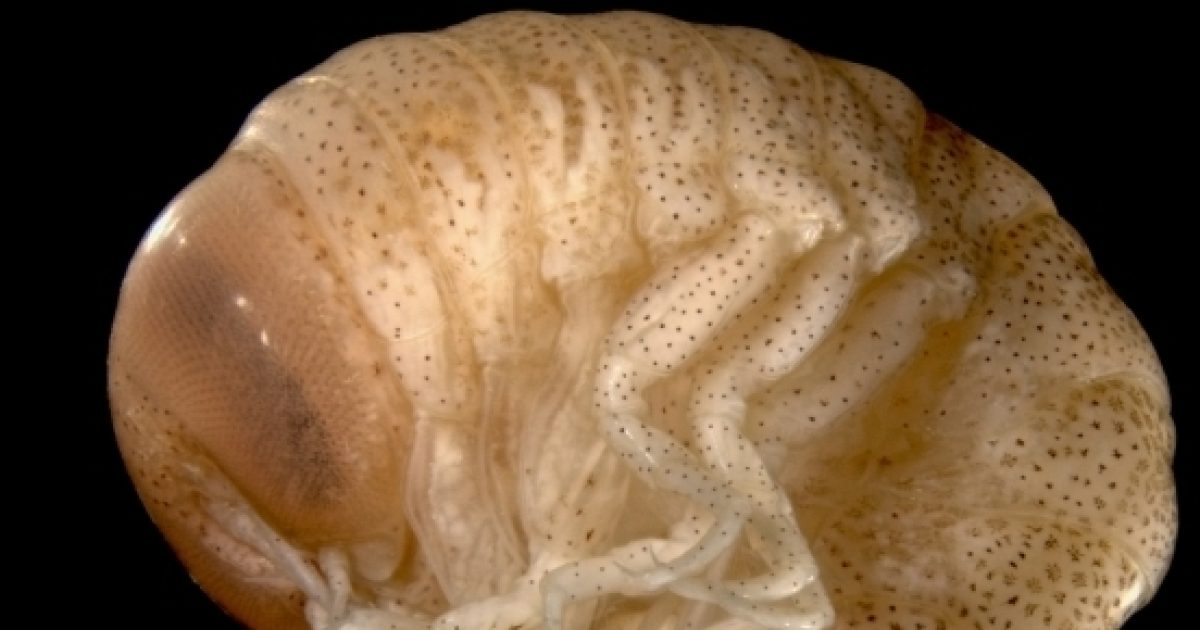 Meat sucking sea parasites fed on Australian teen's lower legs