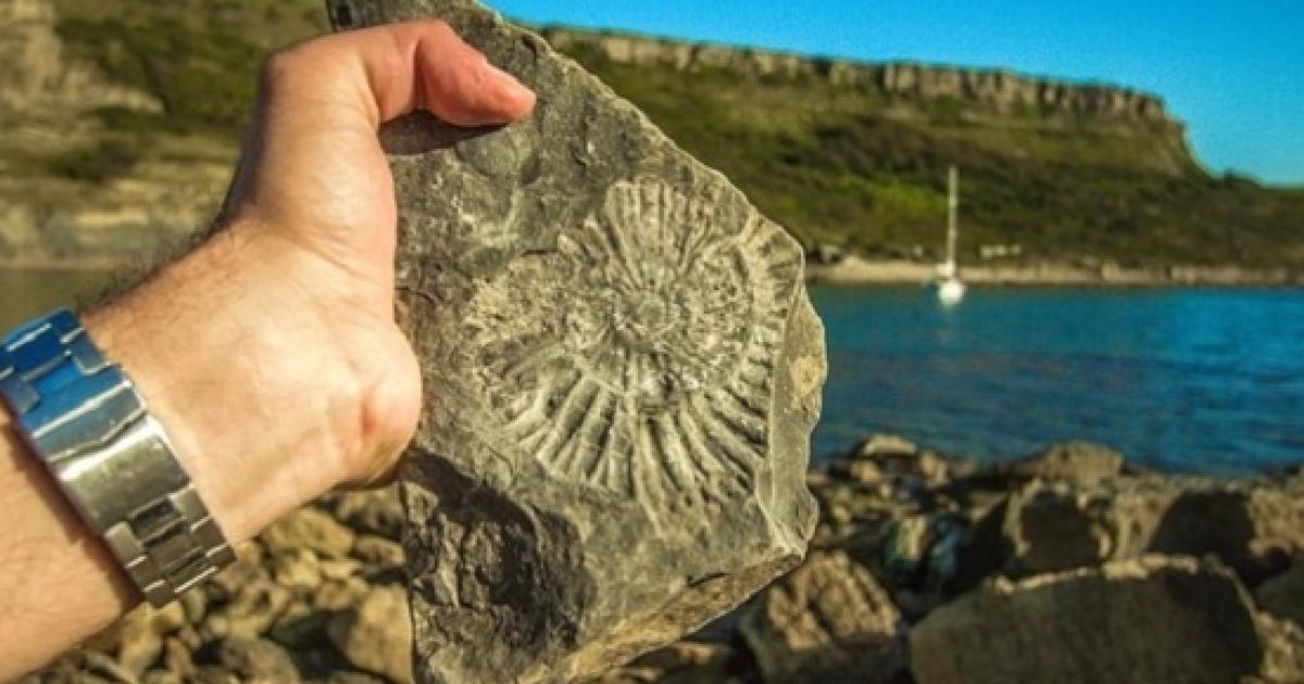A 9-year-old boy discovers a million-year-old fossil in Las Cruces, New ...