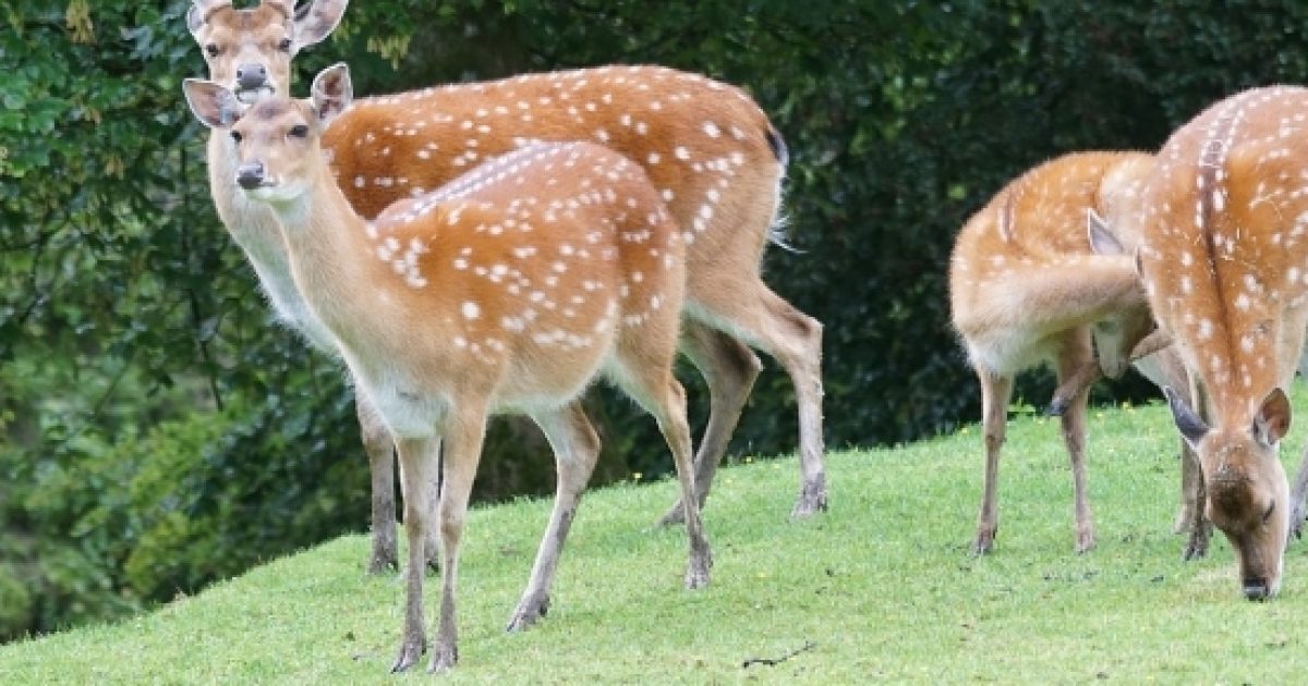 Il problema delle specie alloctone: perchè sono così dannose?