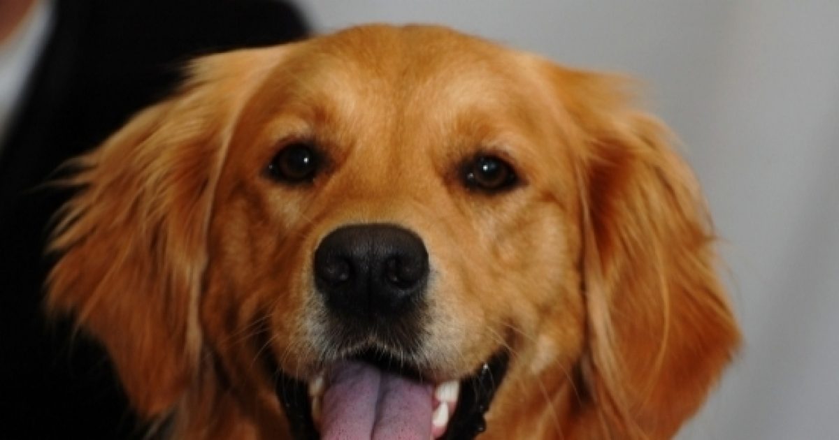 Genes may be behind what makes dogs so friendly