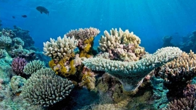 Chasing Coral: la recensione del documentario distribuito da Netflix