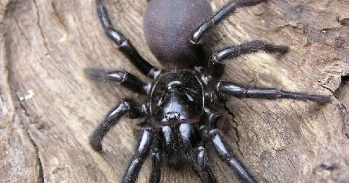 Australia, ragno enorme in casa: coppia in ostaggio