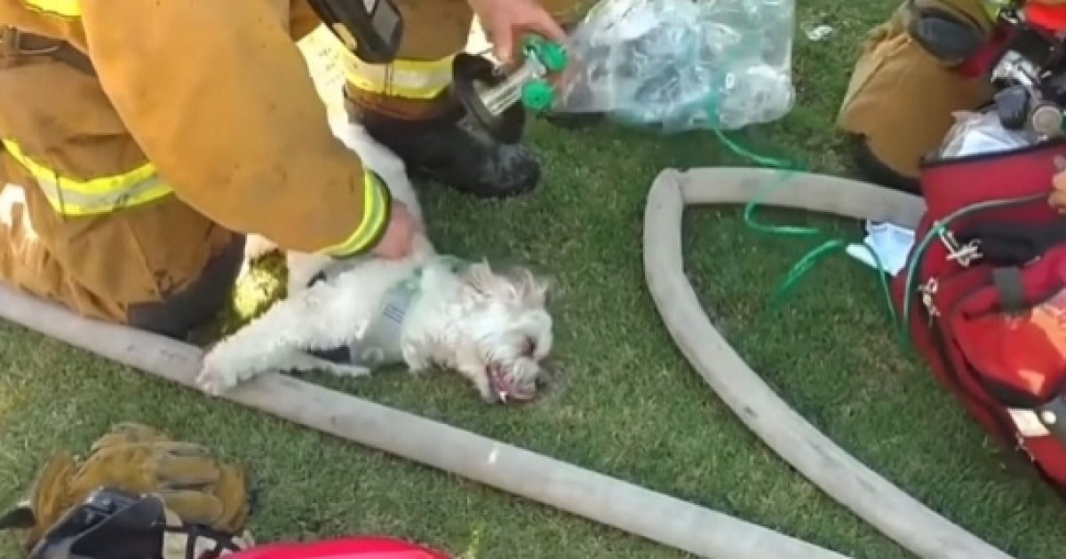 Watch Bakersfield firefighters resuscitating dog after house fire