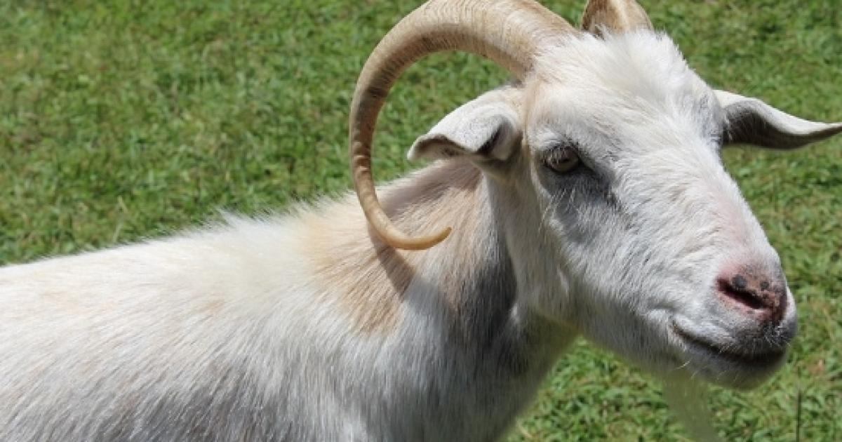 Daily Chinese horoscope for goat - July 27