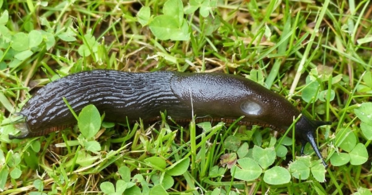 Slugs inspire ‘potentially life-saving' medical glue
