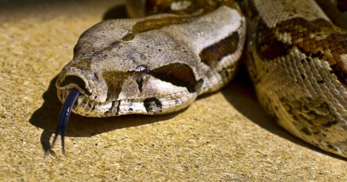 Firefighters rescue woman who had a boa constrictor wrapped around her head