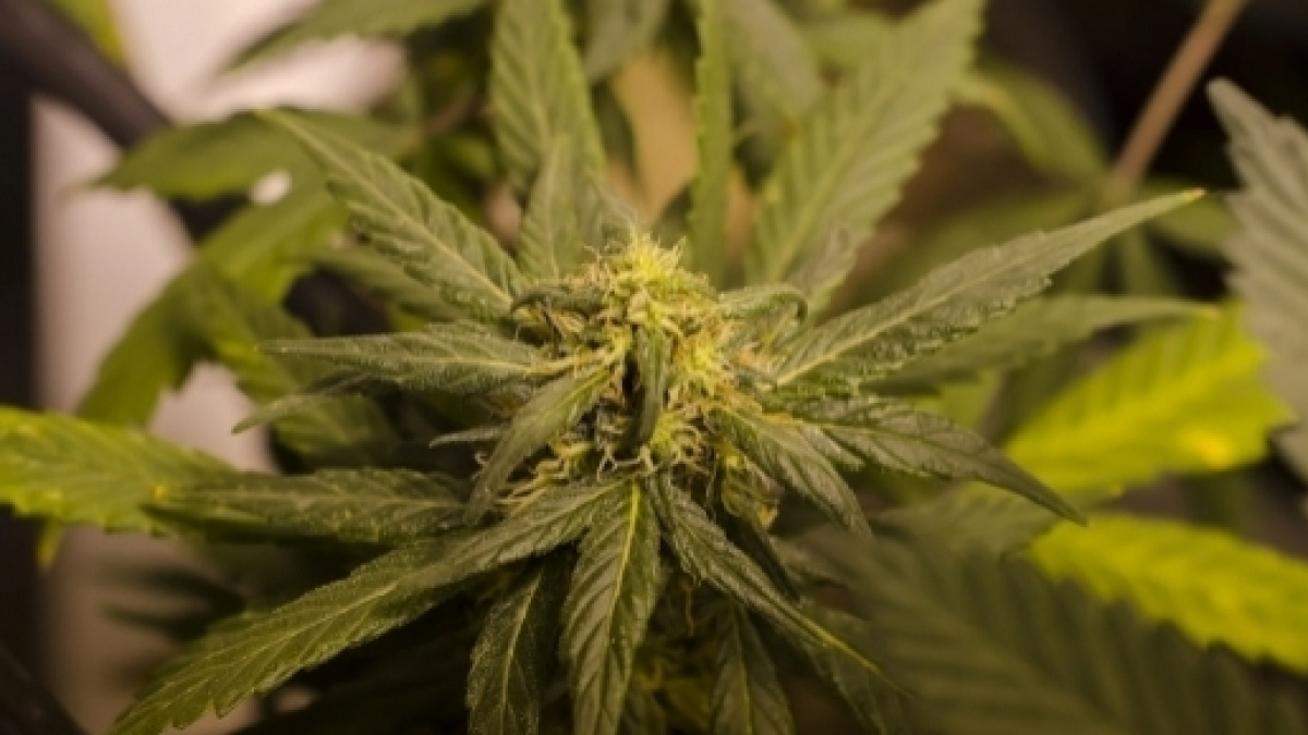 There is too much weed in California