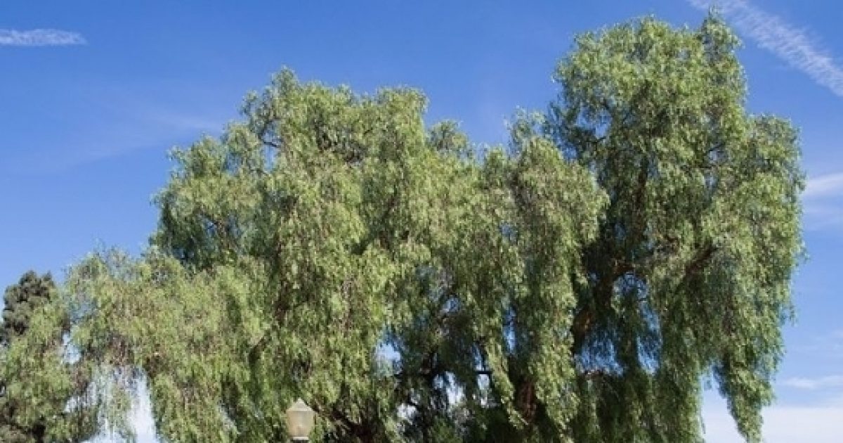 Balboa Park to get back its green look