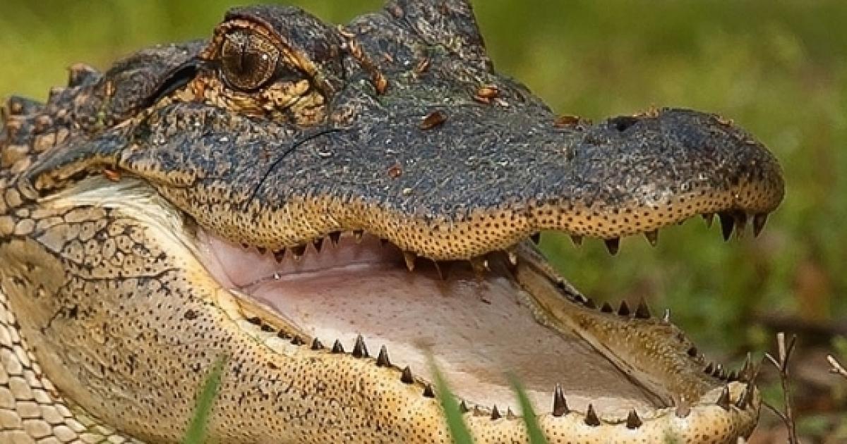 Alligator eating plane crash victim is gruesome scene spotted by news ...