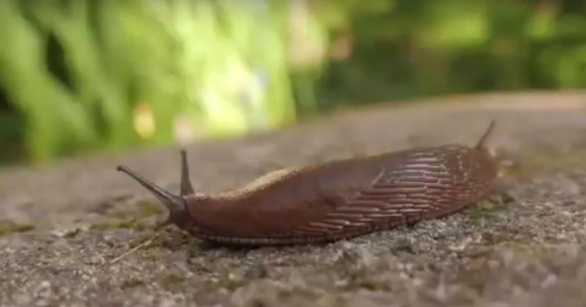 Slimy slugs: Medically-inspired lifesaving glue