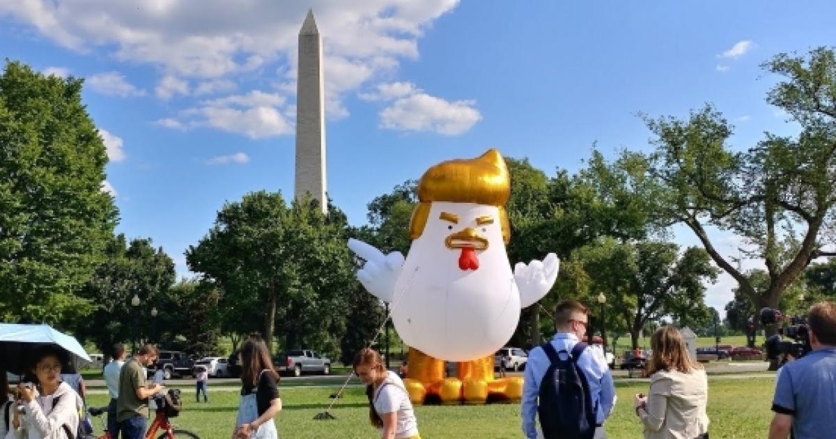 Balloon of chicken Donald Trump outside White House goes viral