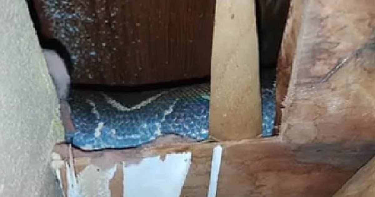 Video: Florida family had a boa constrictor living in their attic