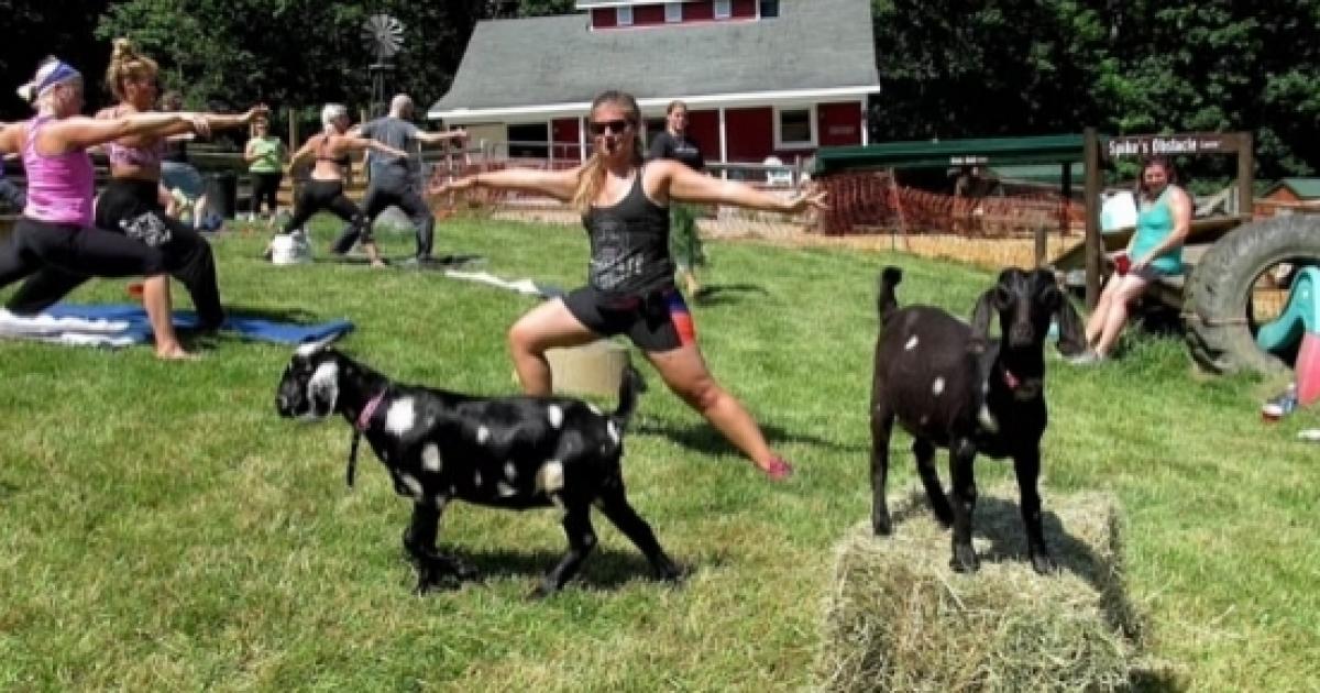 Watch as yoga sees ‘downward goat’ pose in the new animal yoga craze