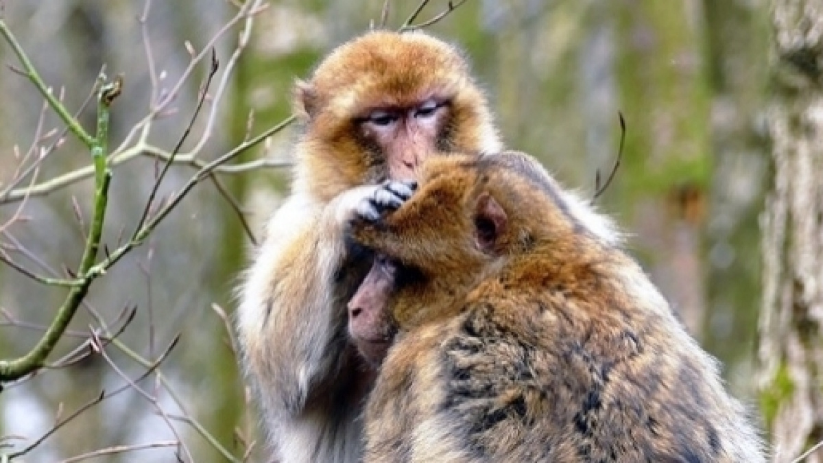 Researchers discover two new areas in monkey brain involved in face ...