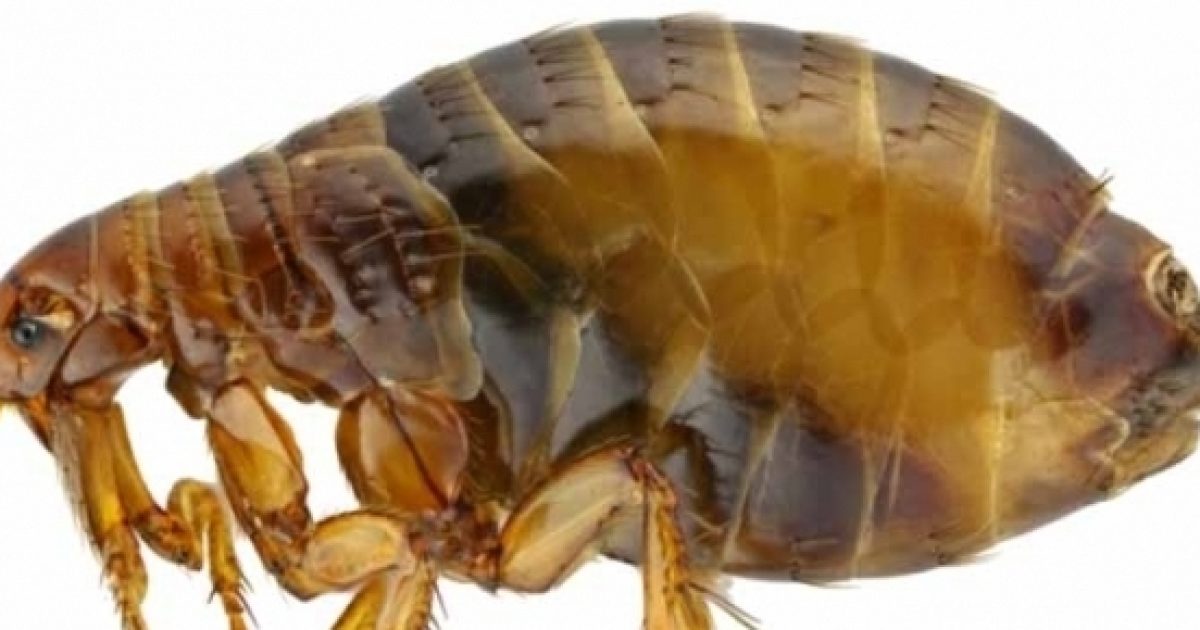 Peste nera in Arizona: dobbiamo preoccuparci in Italia?