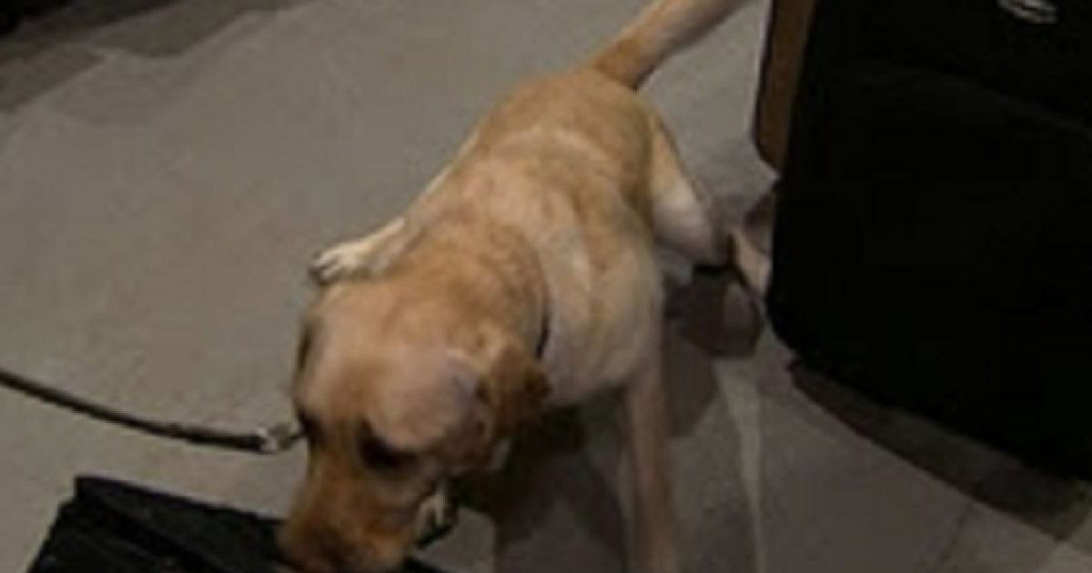 ‘Vapor Wake’ dogs are newest wave in concert security