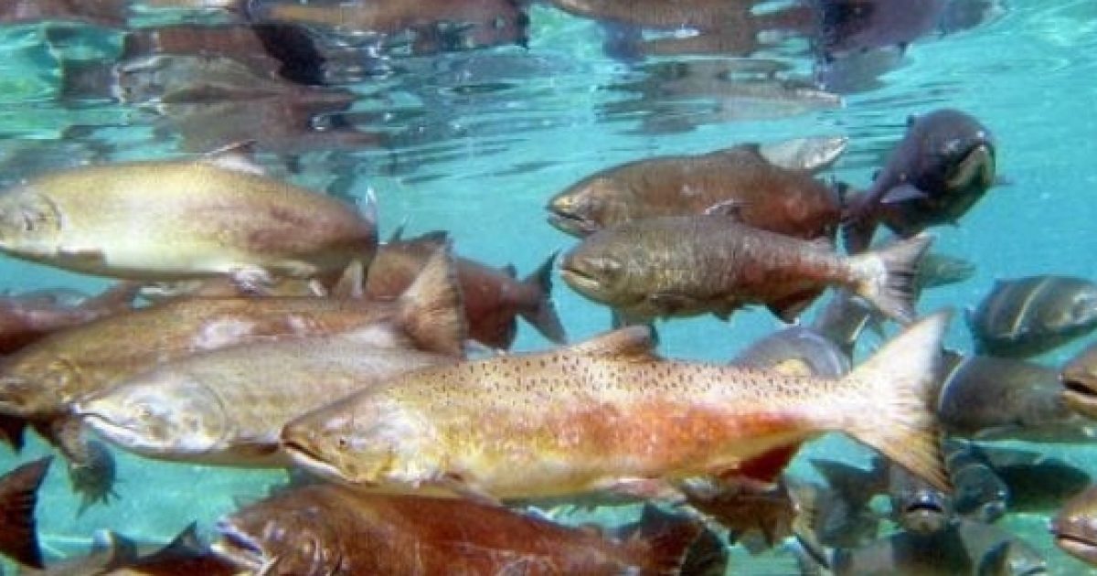 Salmoni atlantici in fuga nel Pacifico: a rischio intero ecosistema