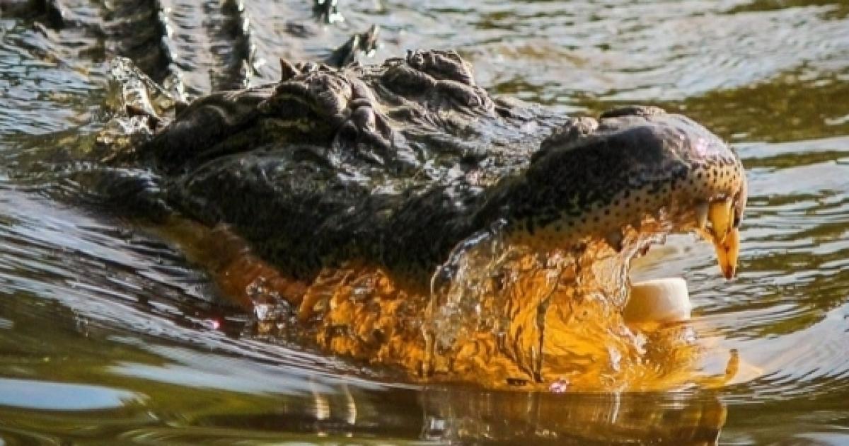 Hurricane Harvey flooding could release 350 alligators from Texas sanctuary