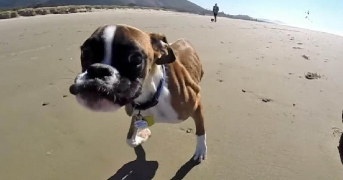 Video: Duncan the two-legged dog found after going missing in an accident