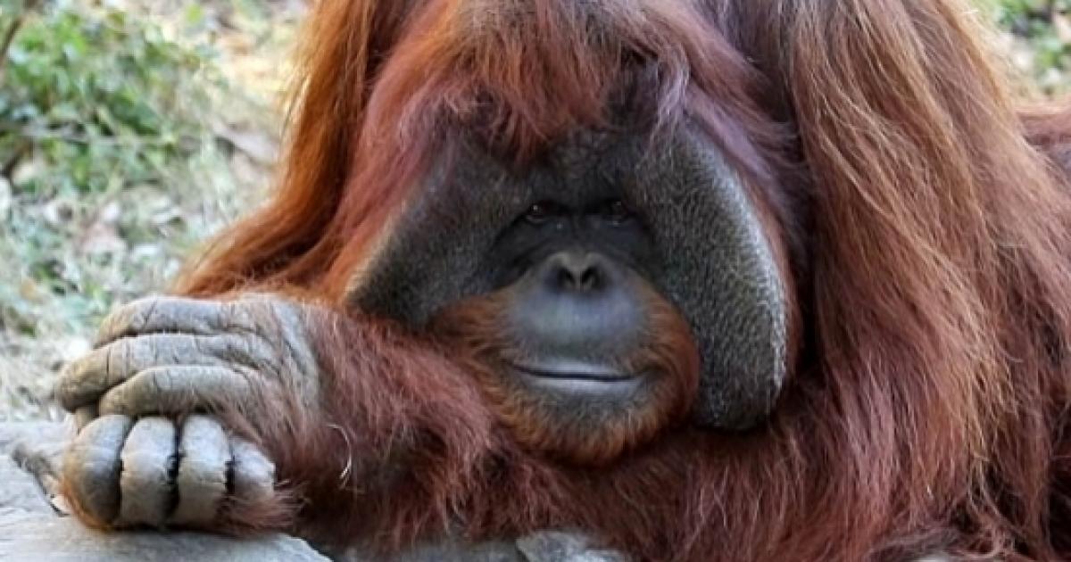 Chantek the orangutan who communicated in sign language has died