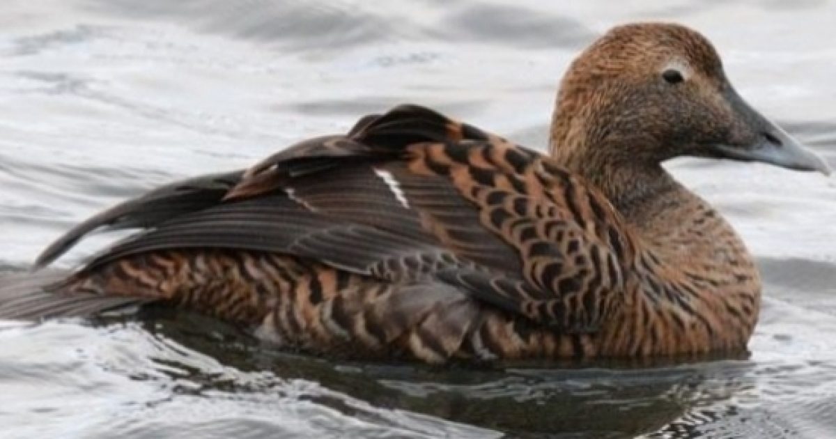 Beautiful bird plumage patterns found to be created by pigment cells ...