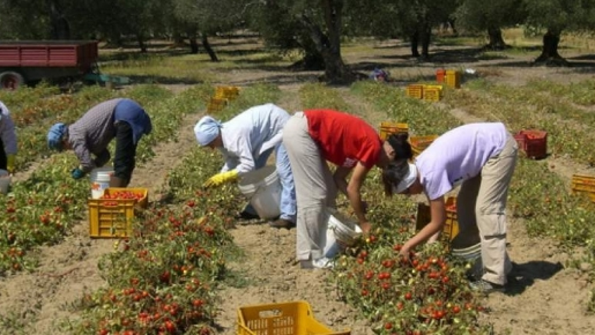Calabria: lavoratori pagati in base al colore della pelle