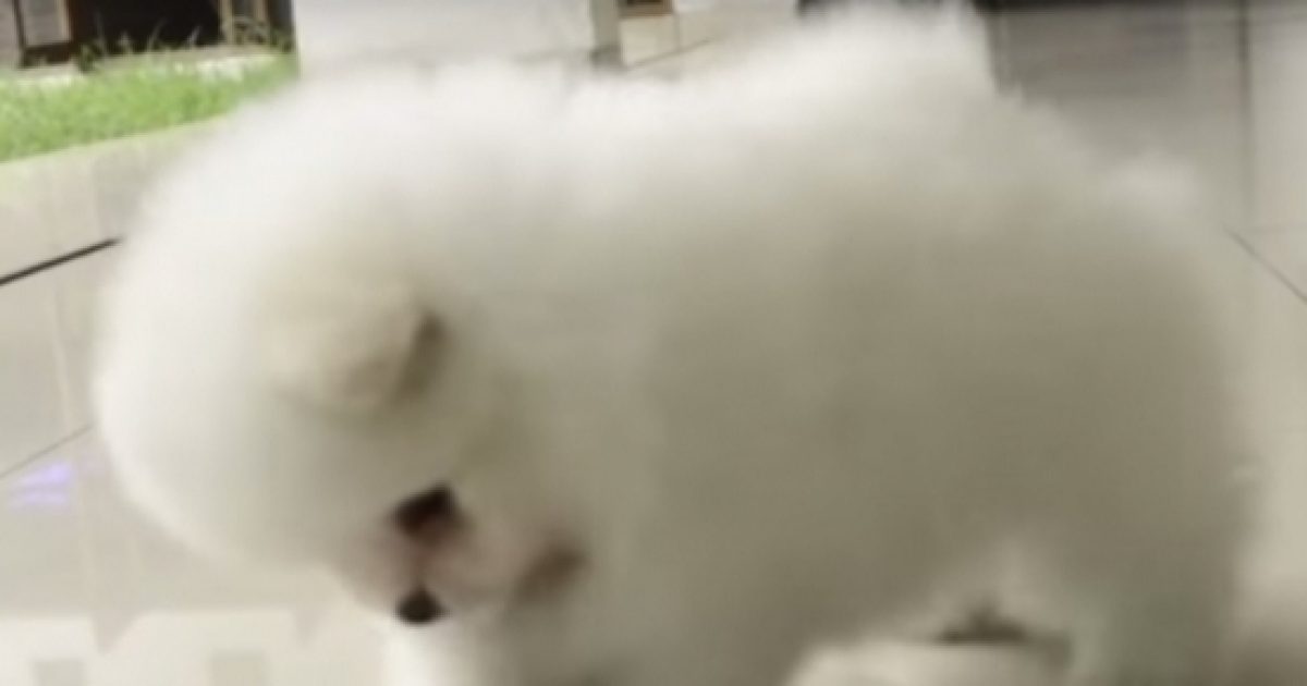 Know about the potential threats for your furry friend