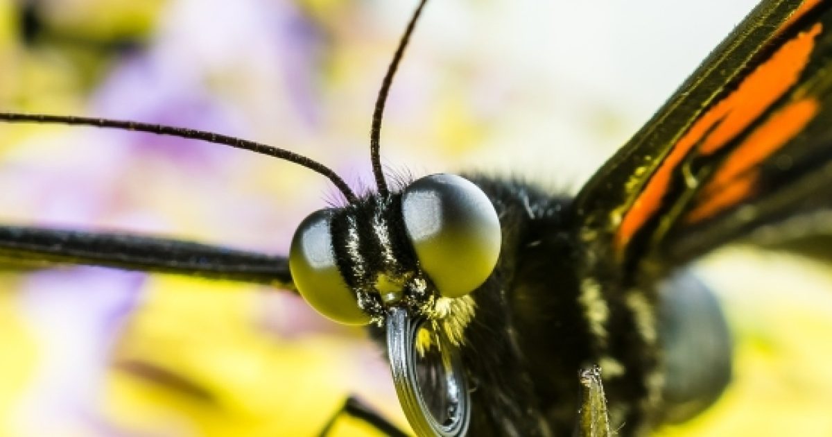 Insects have clearer vision than previously thought