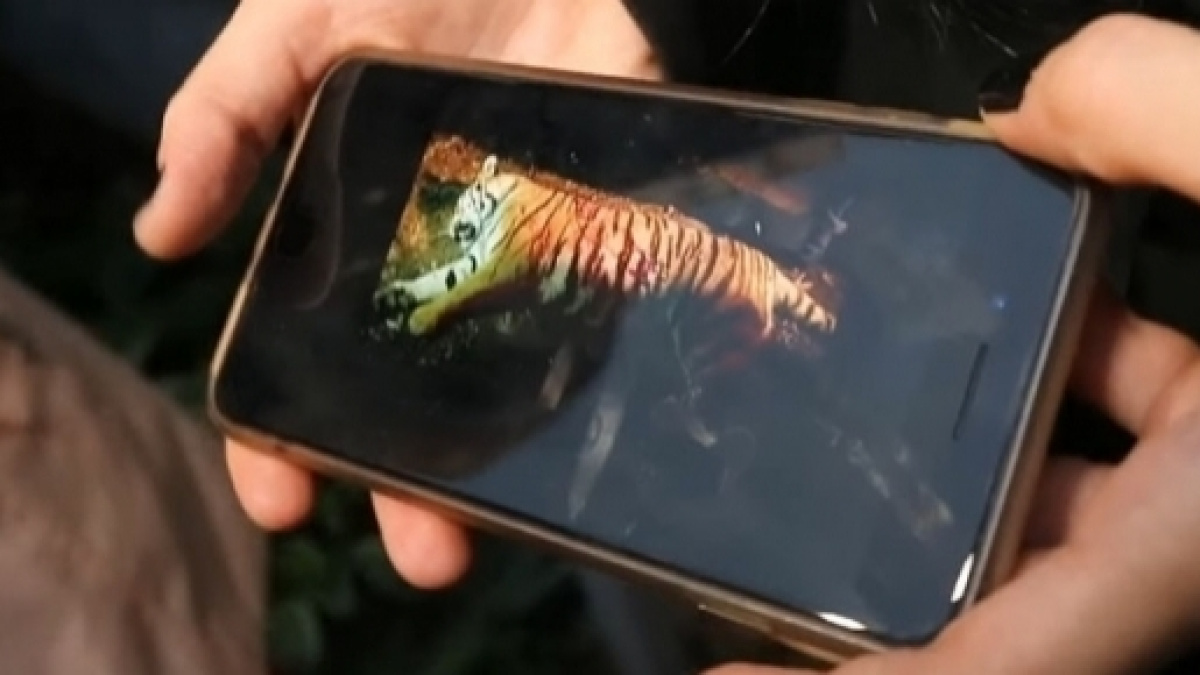 Tiger shot in Georgia was former circus animal, escaped from a truck