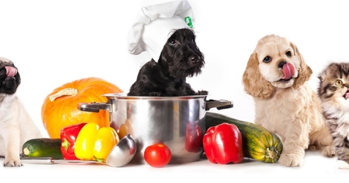 Alimentação natural para cães e gatos e seus benefícios