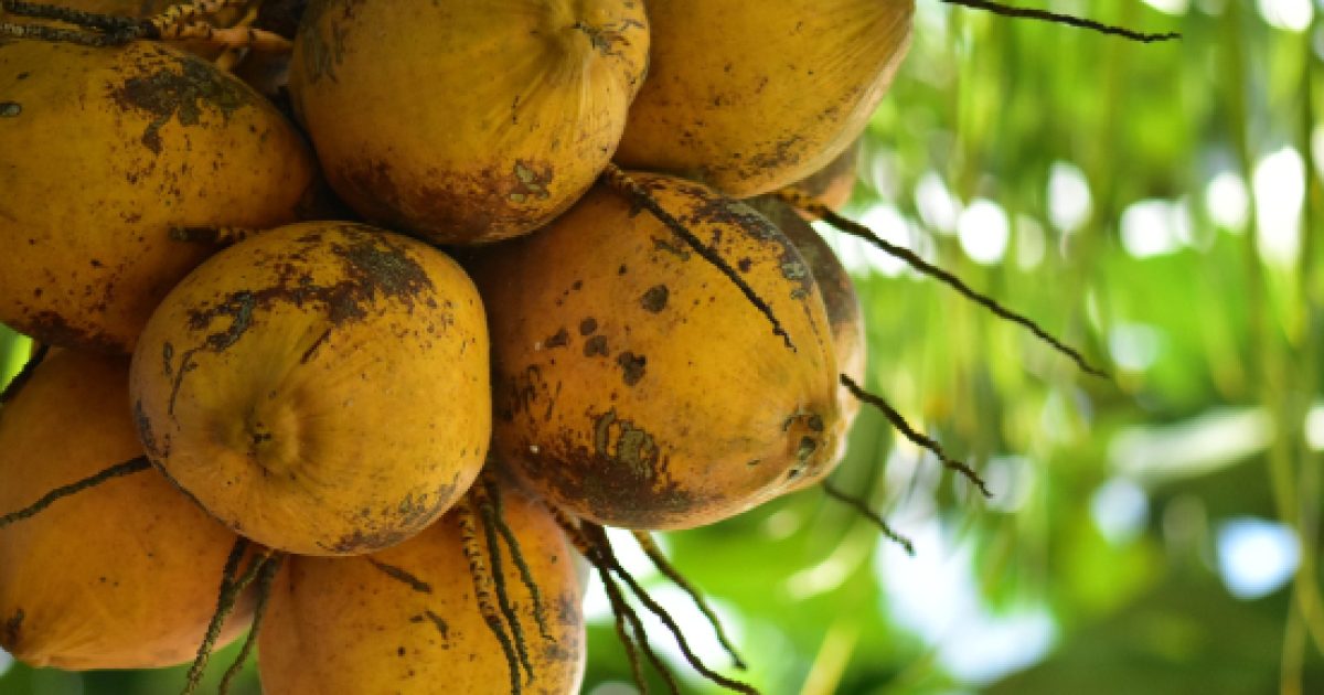 ¿Conoces las propiedades del cupuaçu?