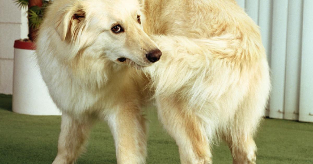 Por que os cães correm atrás da cauda? Por que os cães correm atrás da cauda?