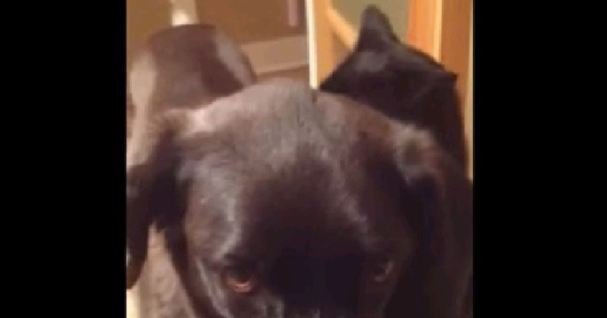 Andaba perdido por 10 días y cuando vuelve su amigo el gato explota de ...