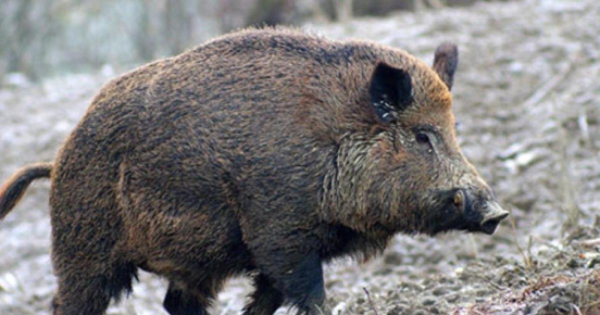Panico a Palermo, cinghiale entra in una scuola elementare: custode ferito