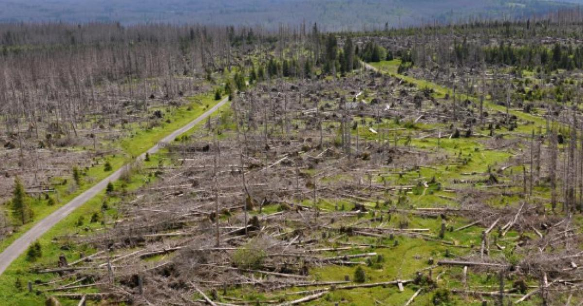 Foreste europee dimezzate a causa del disboscamento