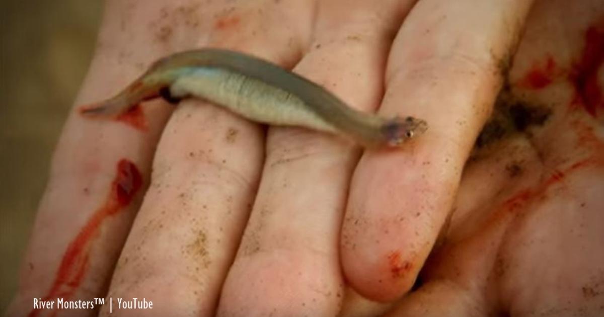 Candiru, the fish with a bad rep for human private parts parasitation