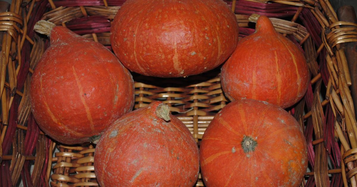 Cinque cose fondamentali da sapere sulla zucca