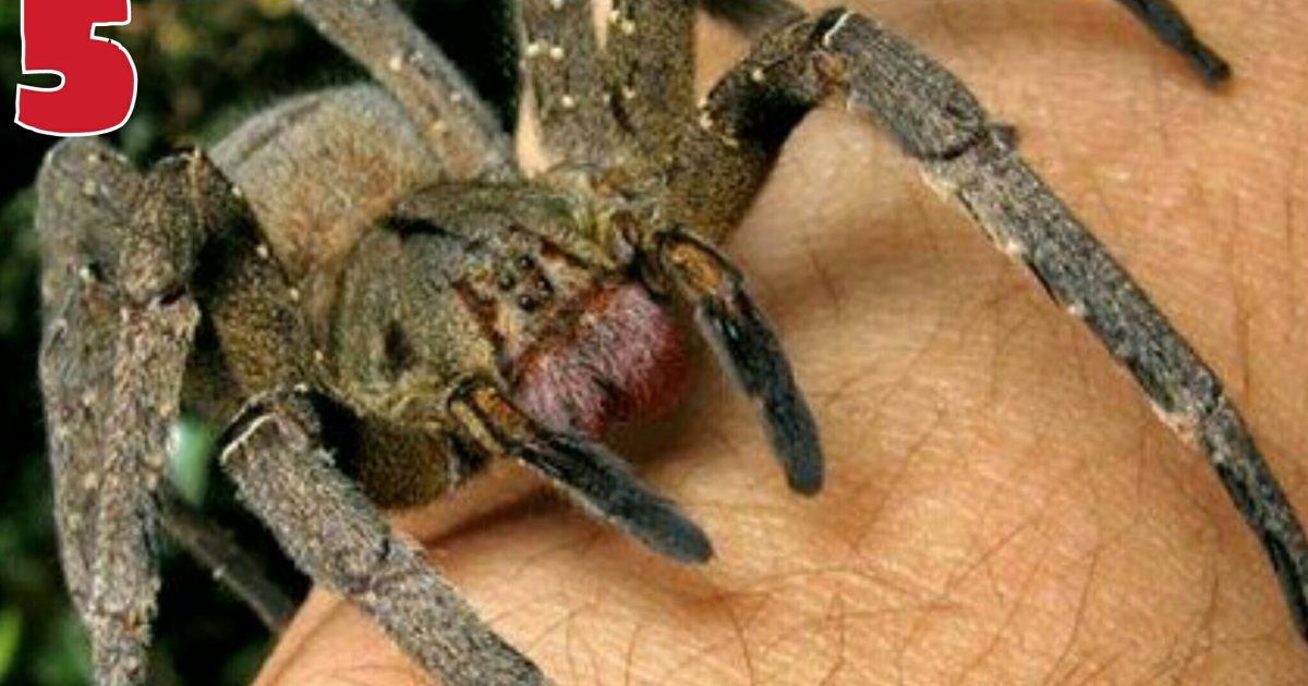 Macrothele calpeiana, il ragno più grande d'Europa è anche in Italia ...