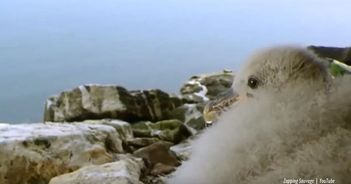 Fulmar Chicks: The foul gull baby that projectile-vomits predatory ...