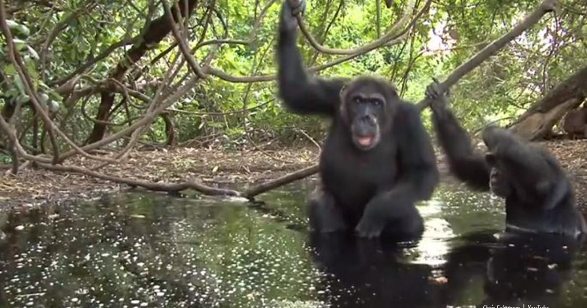 Chimpanzee Politics: Ousted tyrannical leader killed and cannibalized