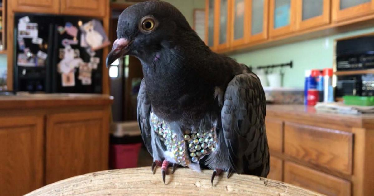 Rhinestone pigeon rescued in Arizona