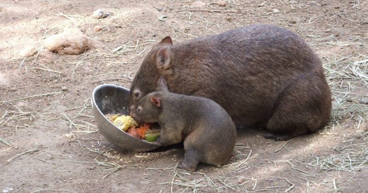 Cube-shaped wombat poop could change our lives, Patricia Yang's study ...